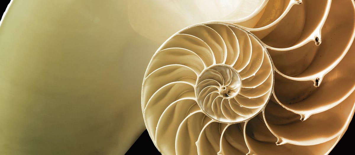 Solving Complex Problems Using Biomimicry - Green.org