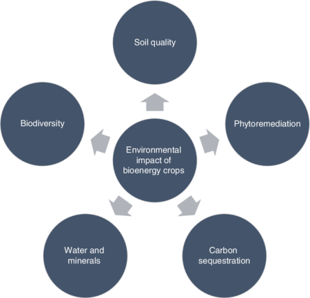 Bioenergy Crops: Maximizing Yield and Sustainability
