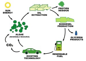 The Role of Feedstocks in Biofuel Production