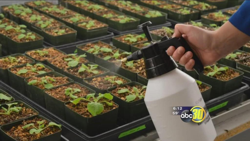 Vertical Farms and the Quest for Drought-Resistant Crops