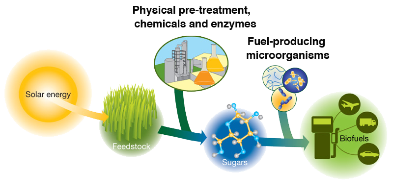 Conversion Technologies: Turning Biomass into Biofuels