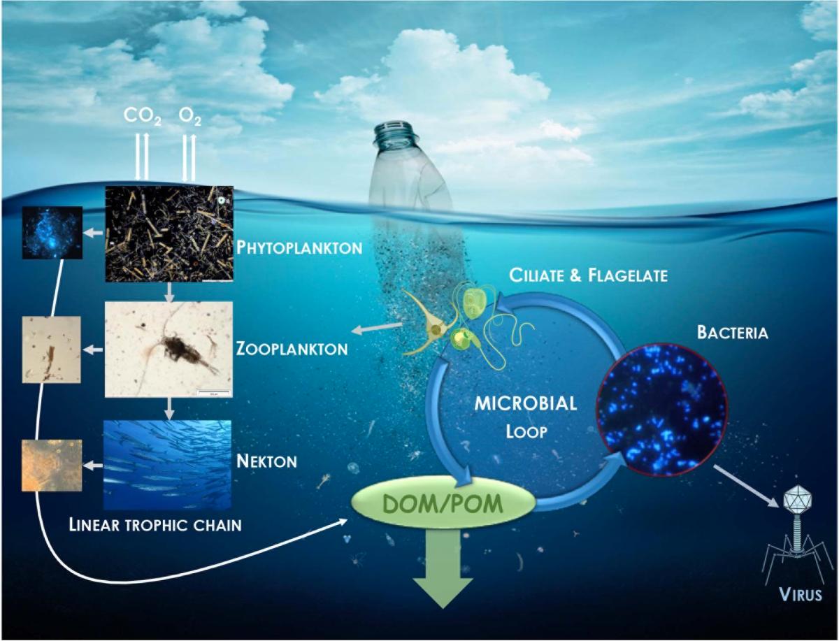 The potential of biodegradable plastics in waste reduction
