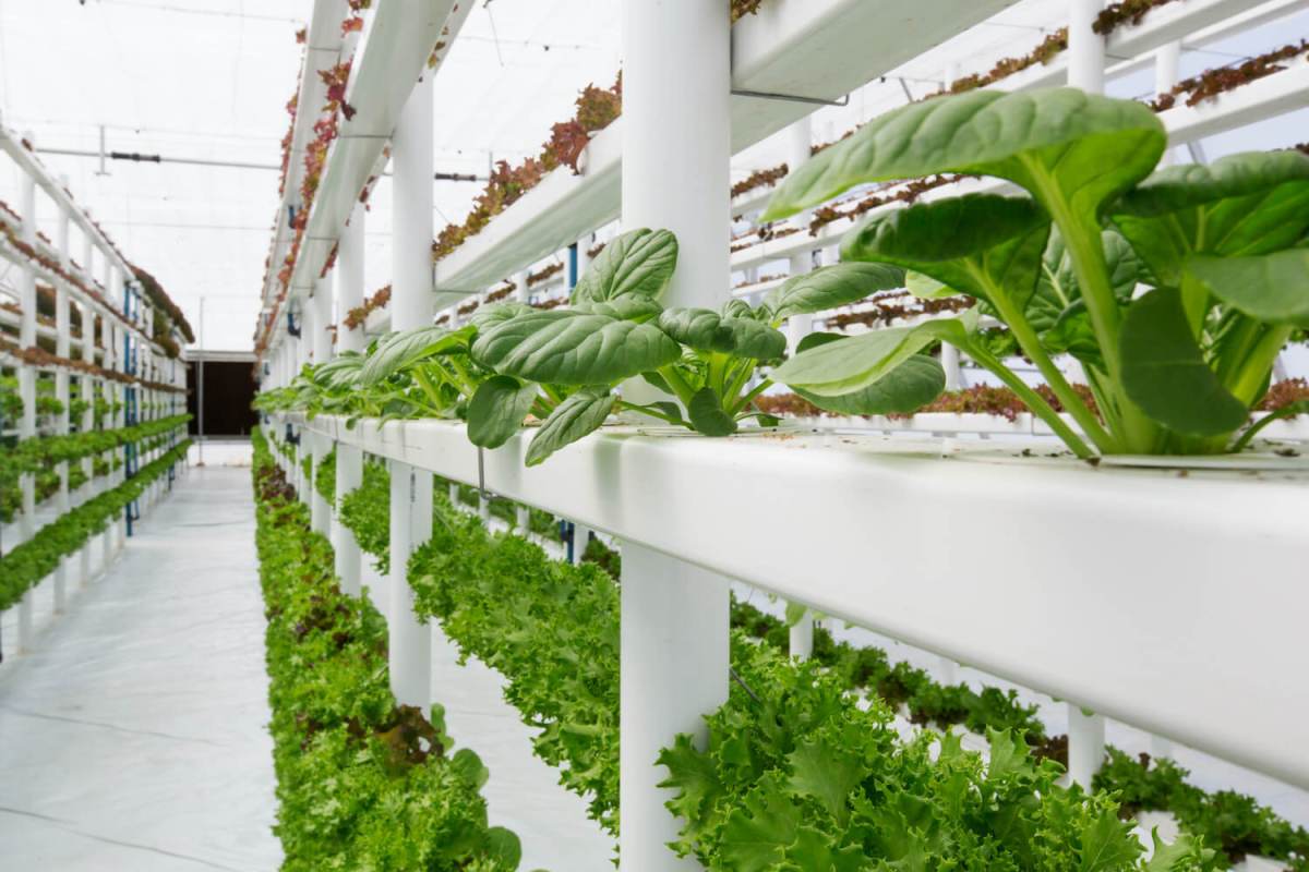 Step-by-Step Guide to Setting up a Vertical Farm